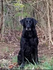 Hunting Retriever Champion Puppies!! AKC and UKC Labrador Breeder in ...